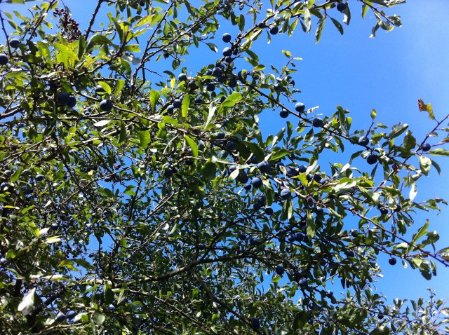 It’s sloe vodka time! | Pigeon Cottage Kitchen