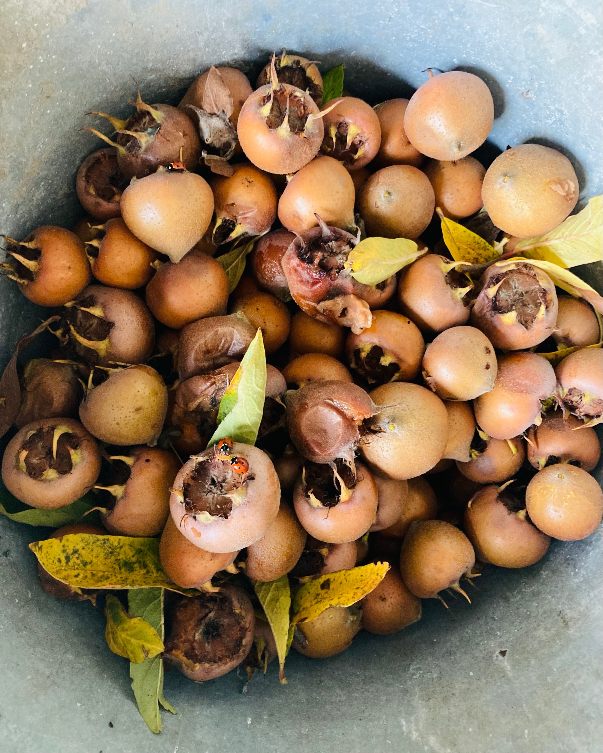 Medlar ‘fruit cheese’ – Pigeon Cottage Kitchen